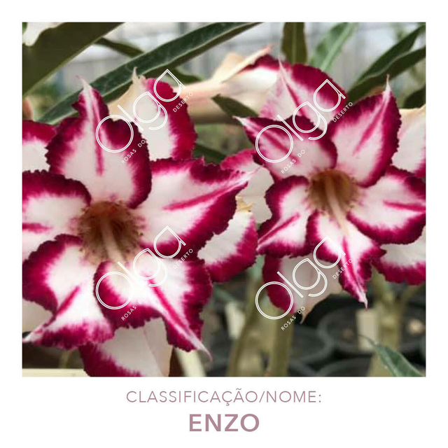 Enzo - Comprar em Olga Rosa do Deserto